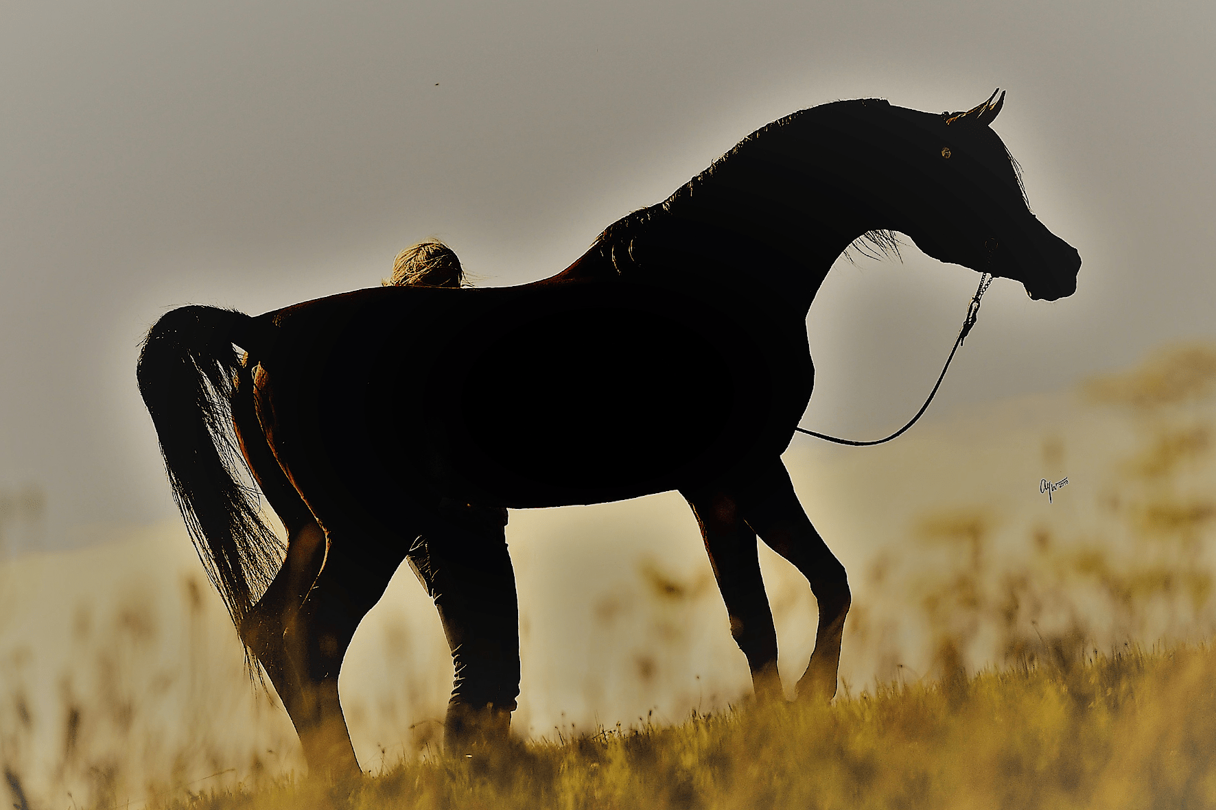 Cyclone OS | 🔛%👤 – EBT Shop